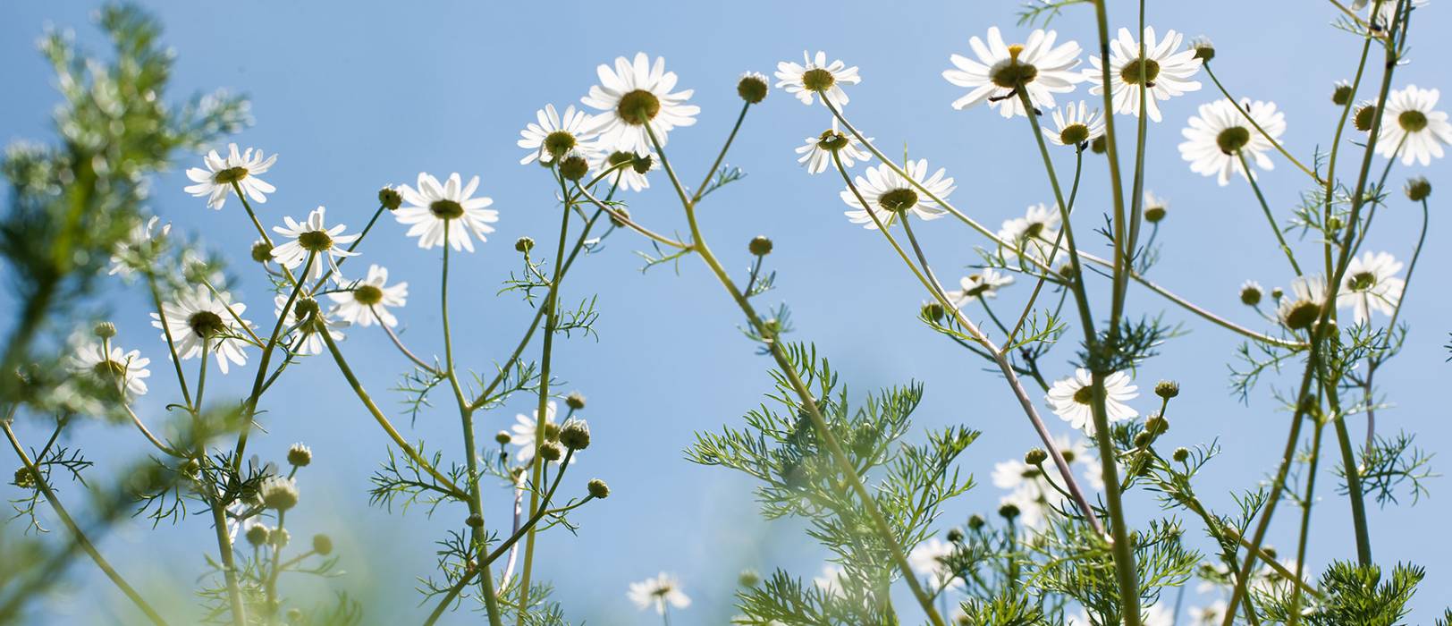 Jak fungují léčivé rostliny? - Magazín - Weleda